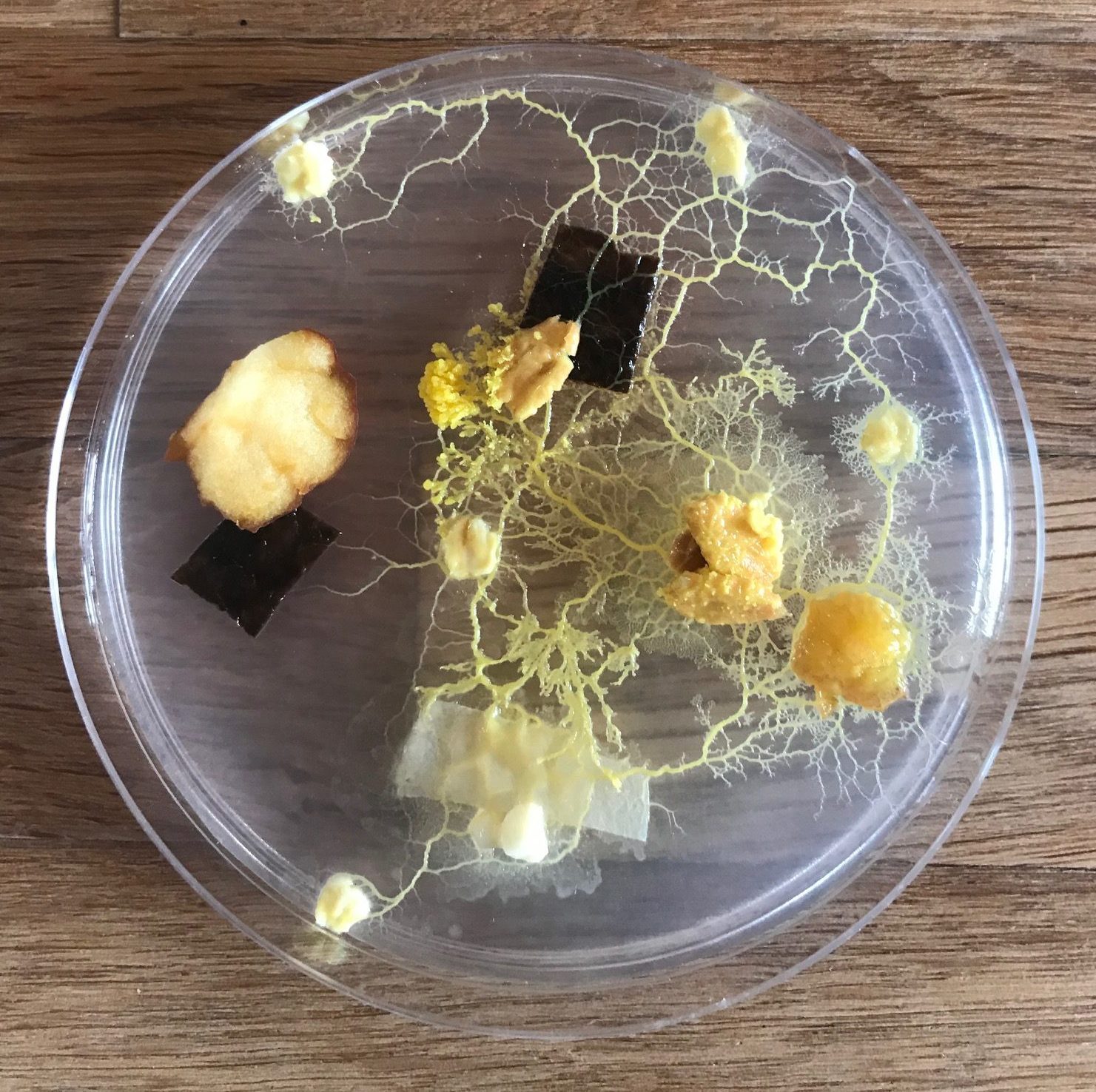 le blob, la fantastique cellule aux capacités étonnantes